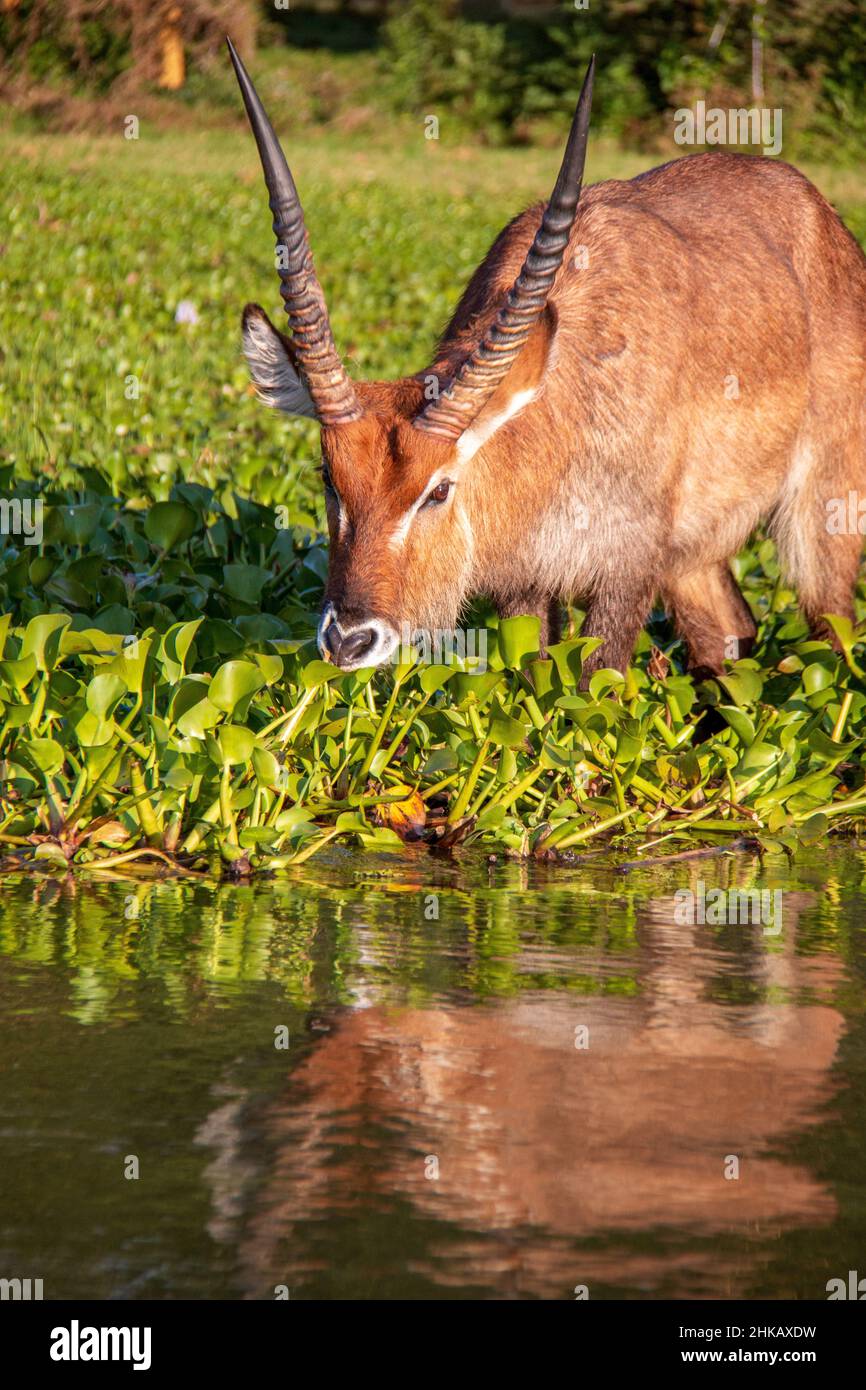Beautiful view of a male waterbuck eating water hyacinths on the shores ...