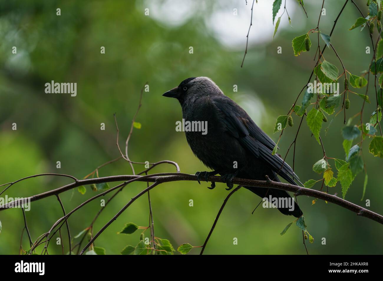 STAVANGER, NORWAY - 2020 JULY 06. Portrait of single jackdaw bird ...
