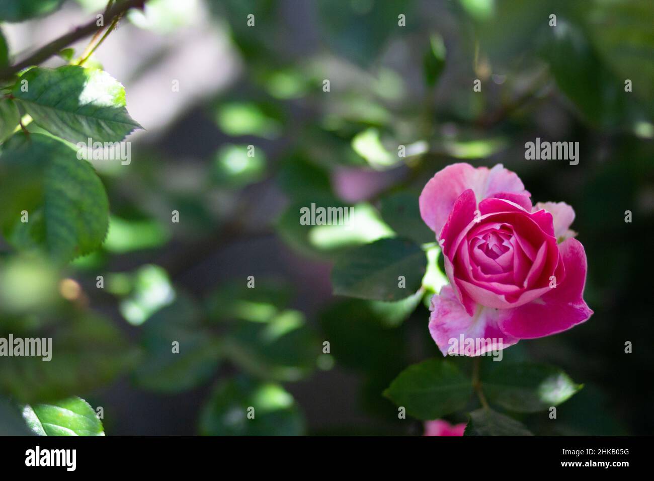 Bush rose with one bloom flower Stock Photo - Alamy