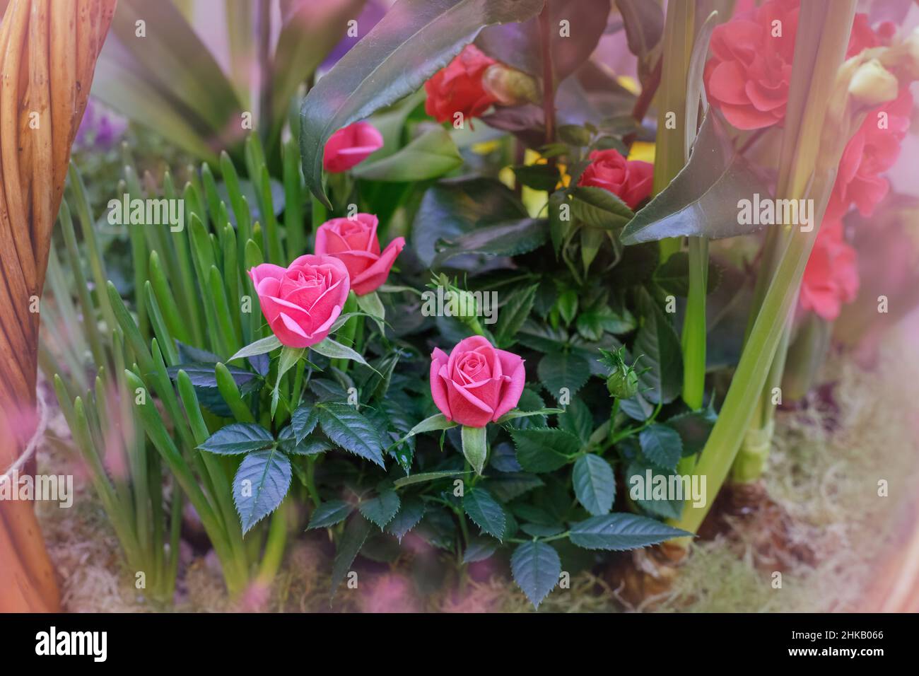 Miniature rose gift hi-res stock photography and images - Alamy