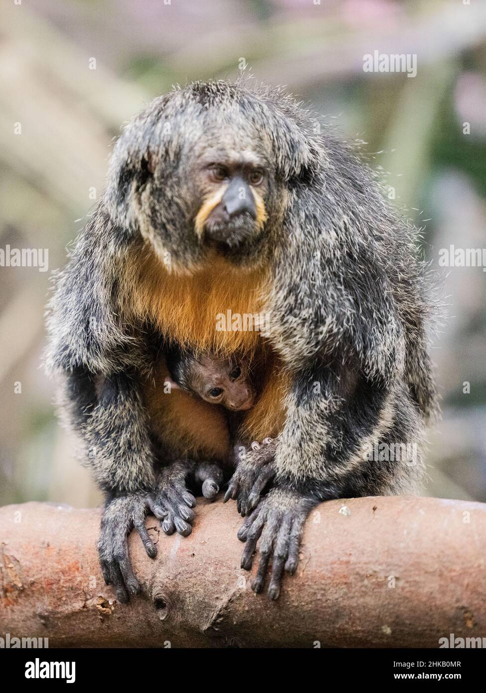 Cologne, Germany. 03rd Feb, 2022. Baby white-headed persimmon "Mana ...