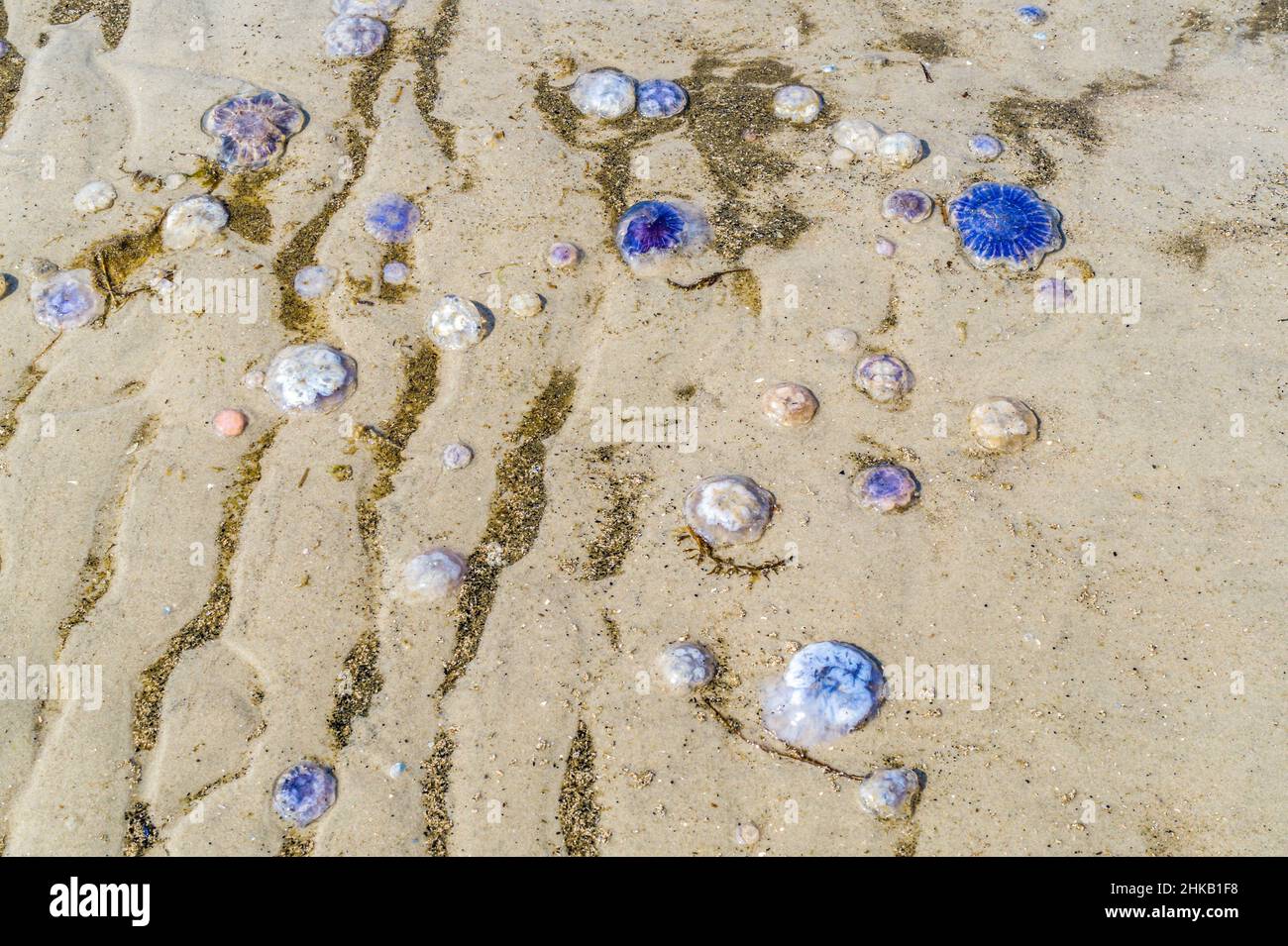 Blue jellyfish on the beach at the North Sea Stock Photo - Alamy