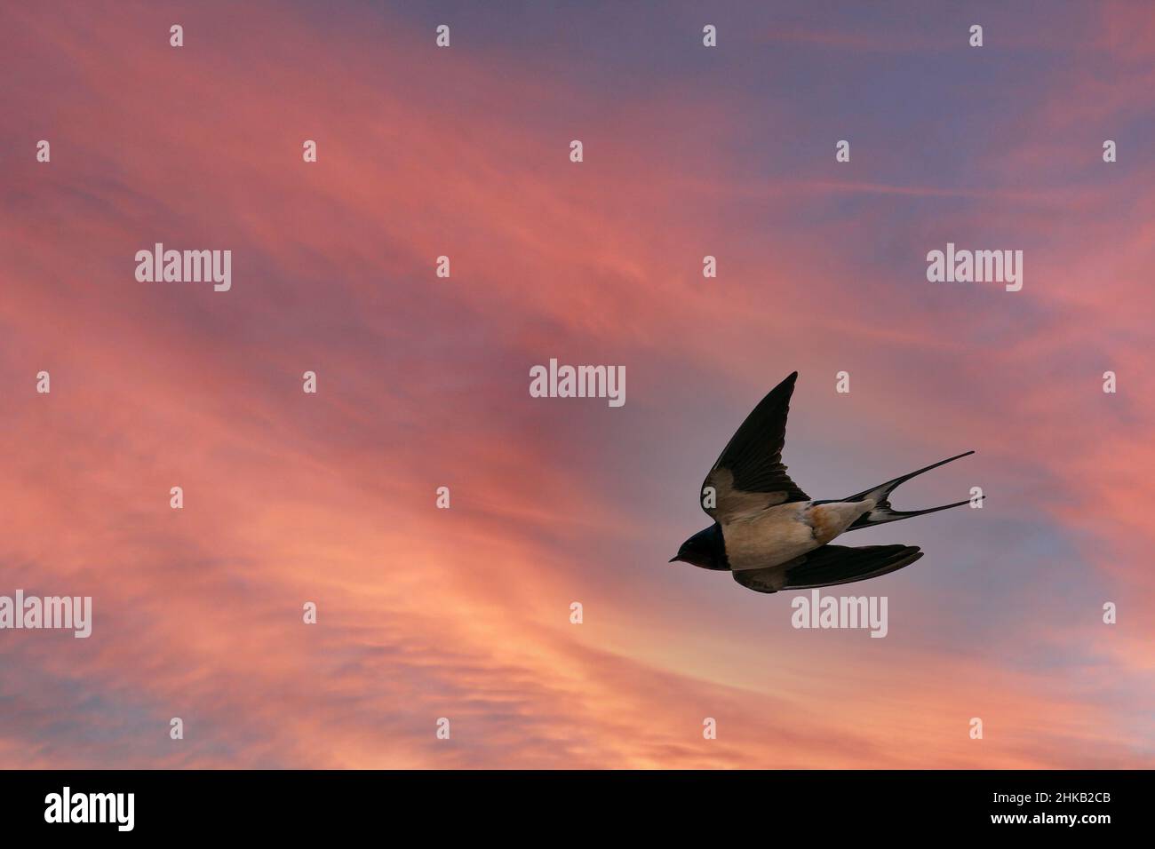 ULSTEINVIK, NORWAY - 2020 APRIL 25. The Barn Swallow bird is catching ...