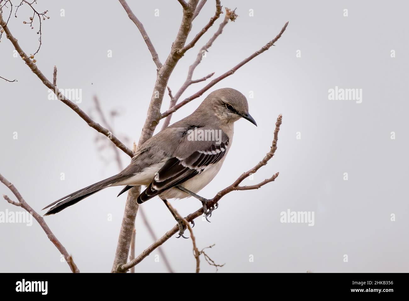 I photographed this Northern Mockingbird on the hunt to a meal while on ...