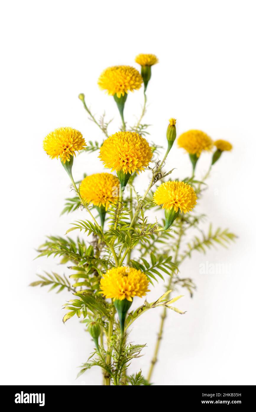 bunch of marigolds, bright yellow color flowers isolated on white ...