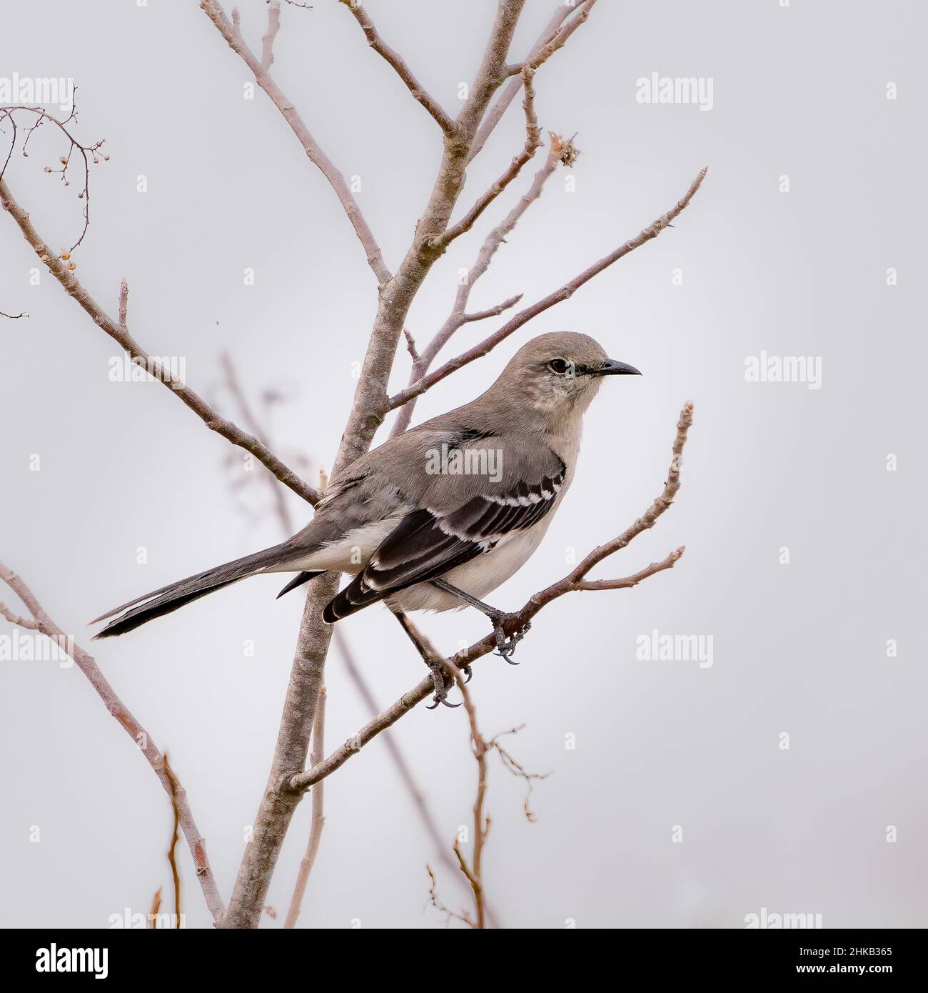 I photographed this Northern Mockingbird on the hunt to a meal while on ...