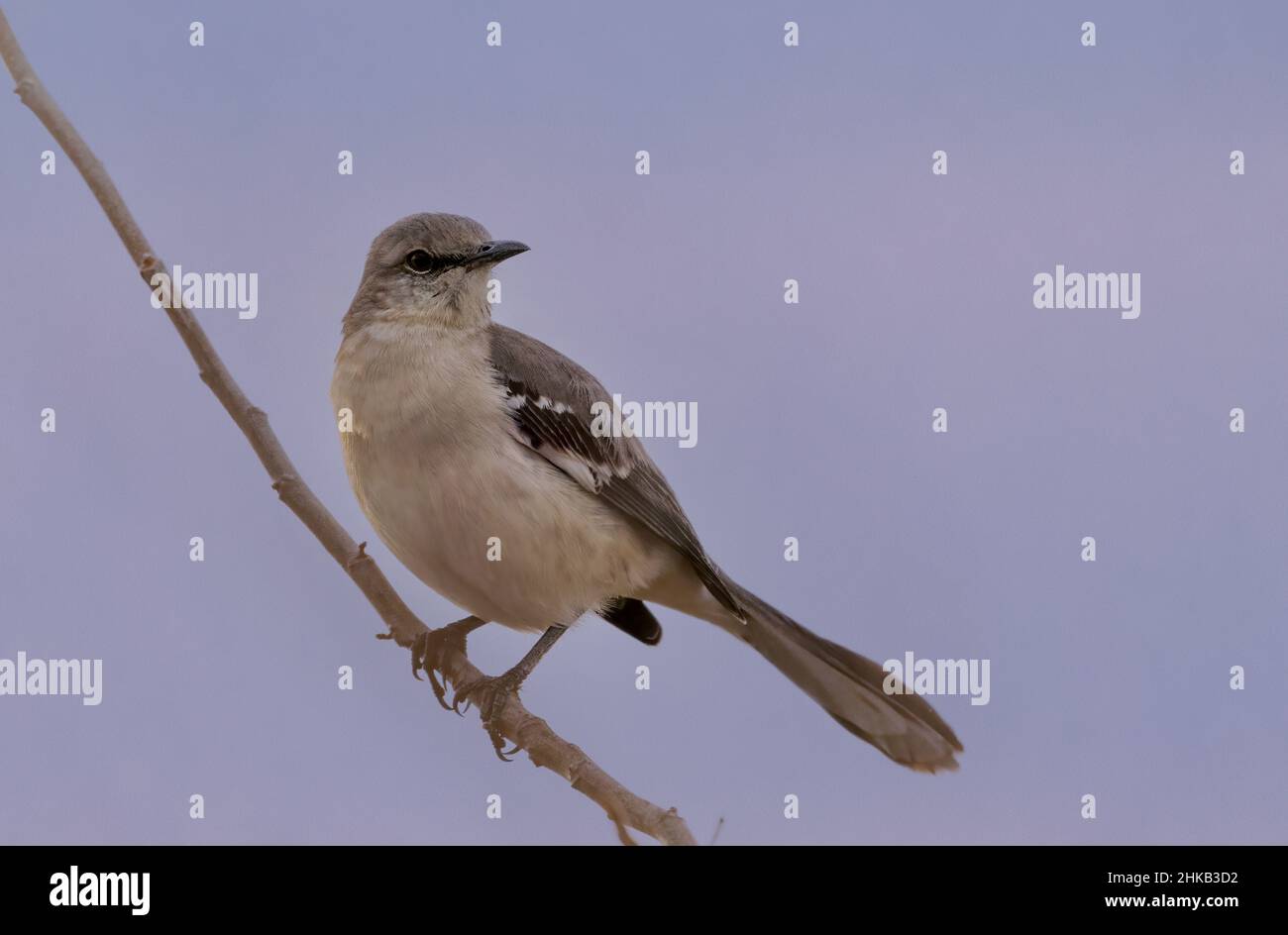 I photographed this Northern Mockingbird on the hunt to a meal while on ...
