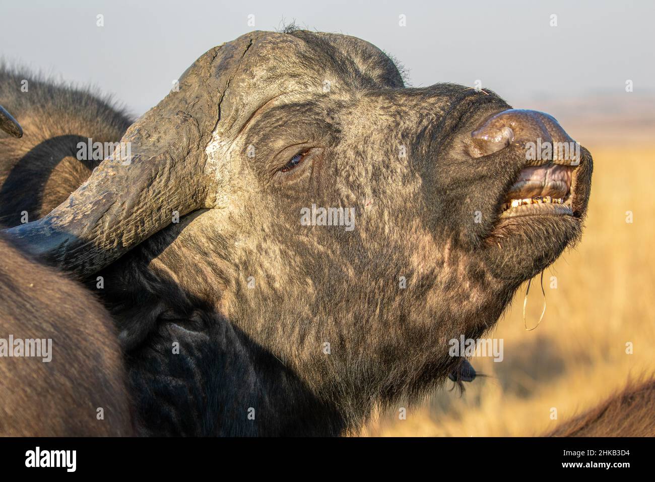 African buffalo bull, flehmen response, South Africa Stock Photo - Alamy