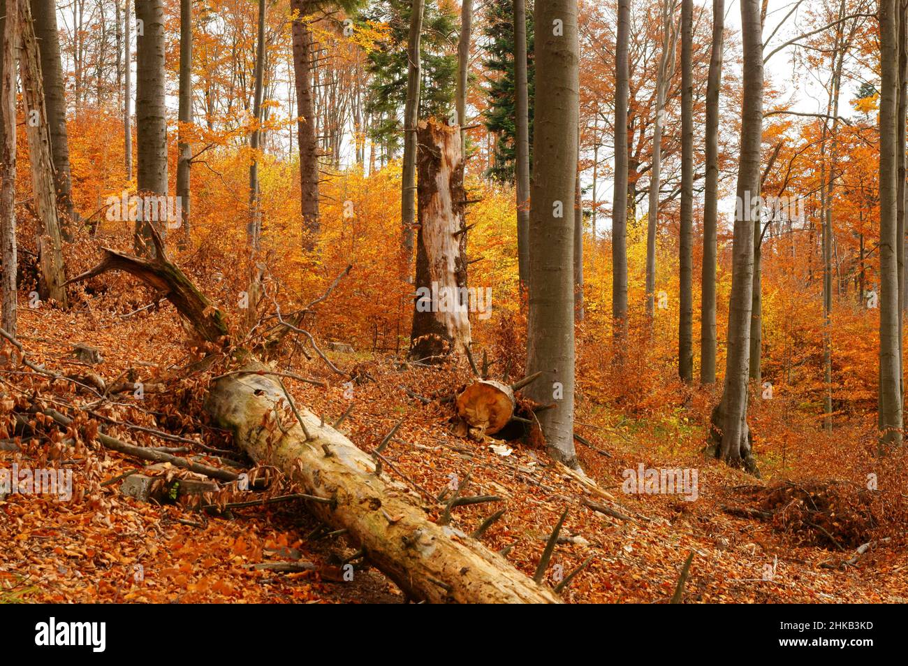 Timber reforestation hi-res stock photography and images - Alamy