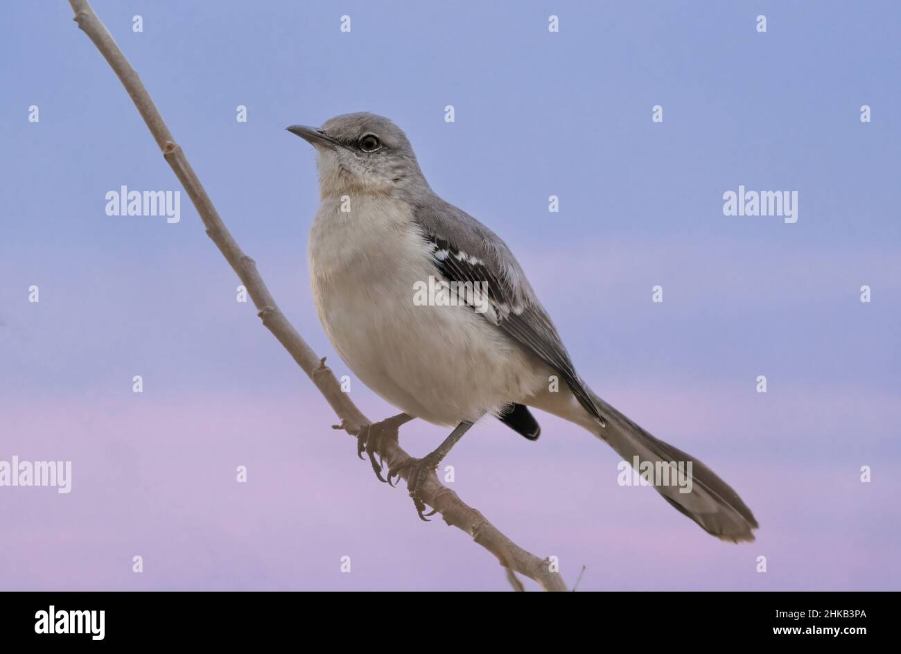 Arkansas northern mockingbird hi-res stock photography and images - Alamy