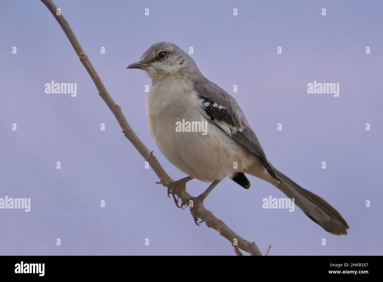 I photographed this Northern Mockingbird on the hunt to a meal while on ...