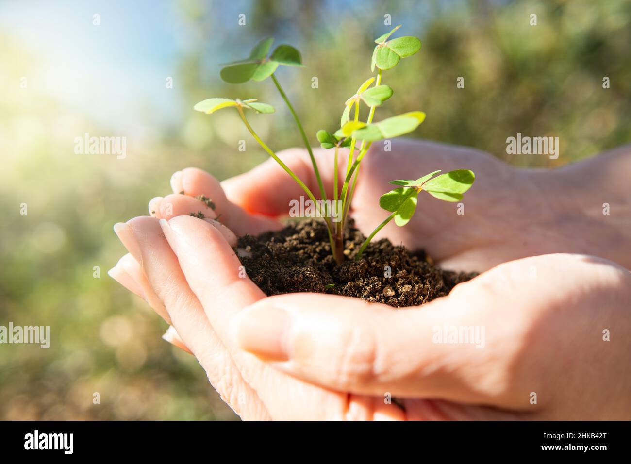 Hands holding young plant on blur green nature background and sunslight ...