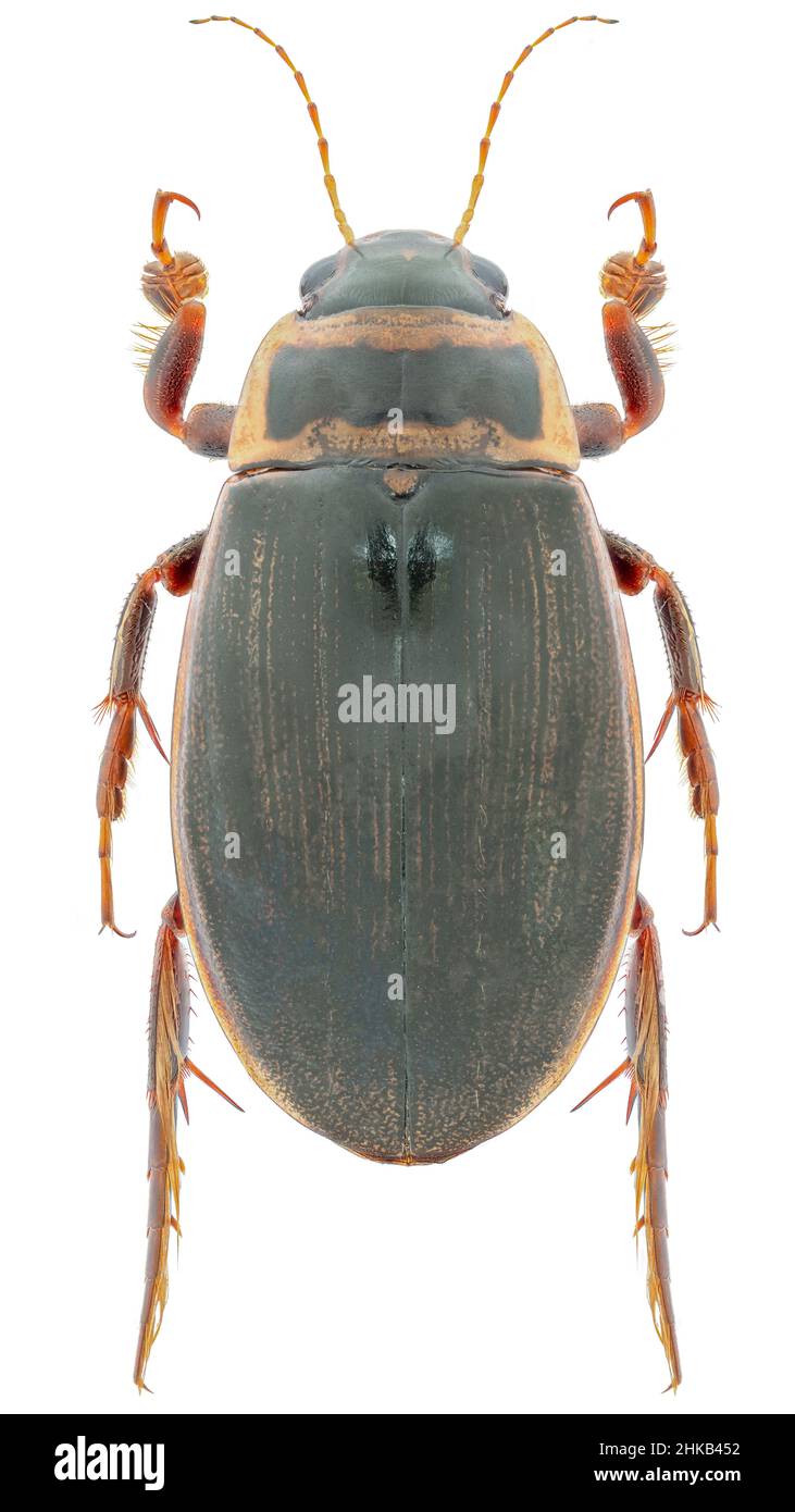 Dytiscus lapponicus beetle specimen Stock Photo - Alamy