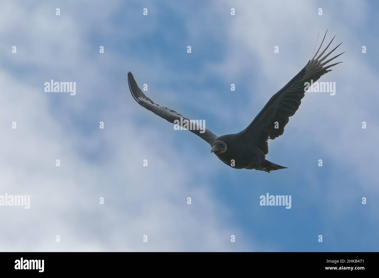 I photographed this black vulture on the hunt to a meal while on an RV ...