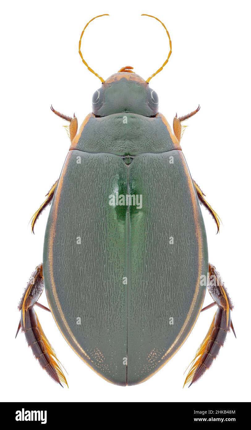 Cybister lateralimarginalis beetle specimen Stock Photo - Alamy