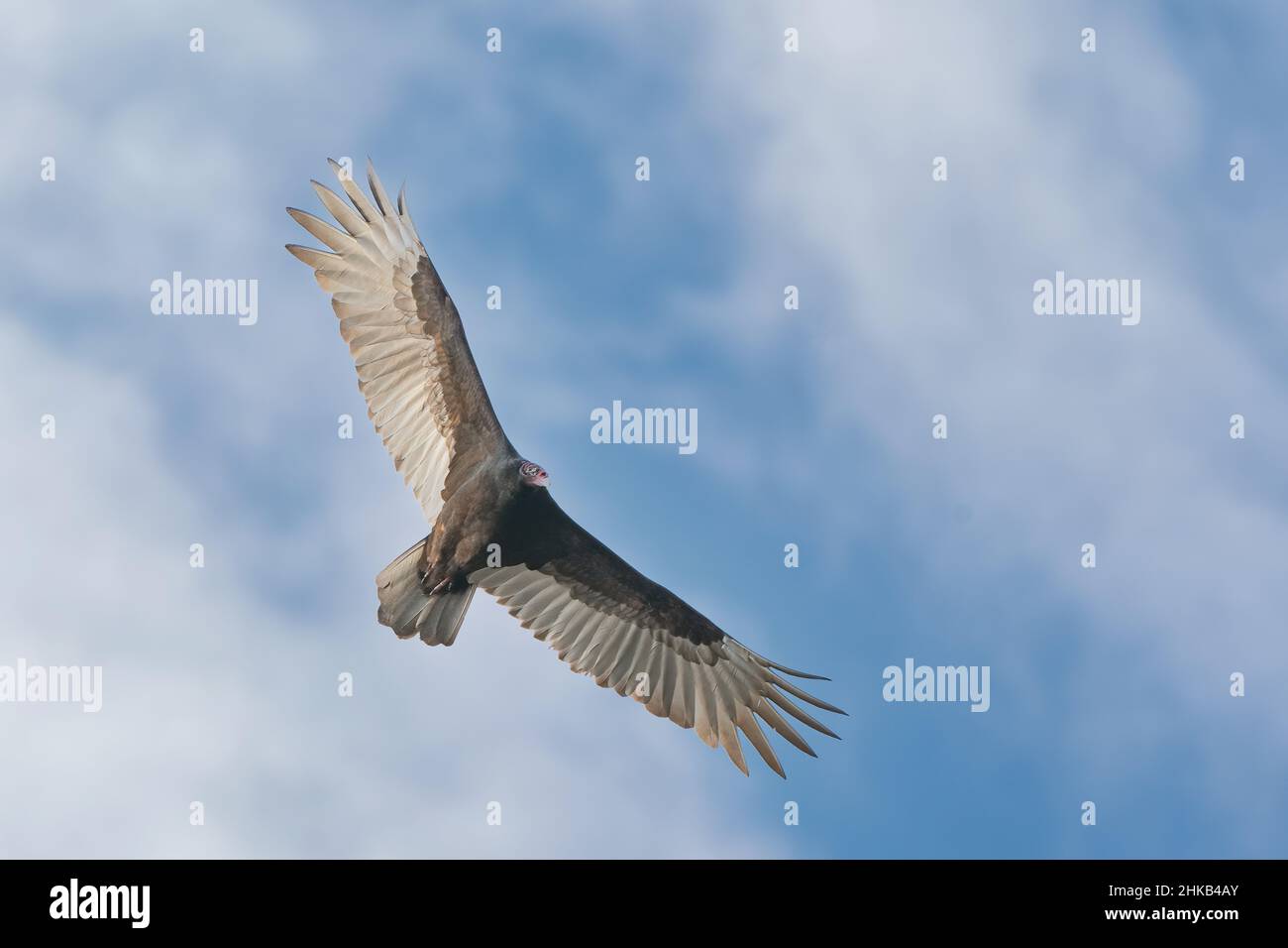 I photographed this black vulture on the hunt to a meal while on an RV ...