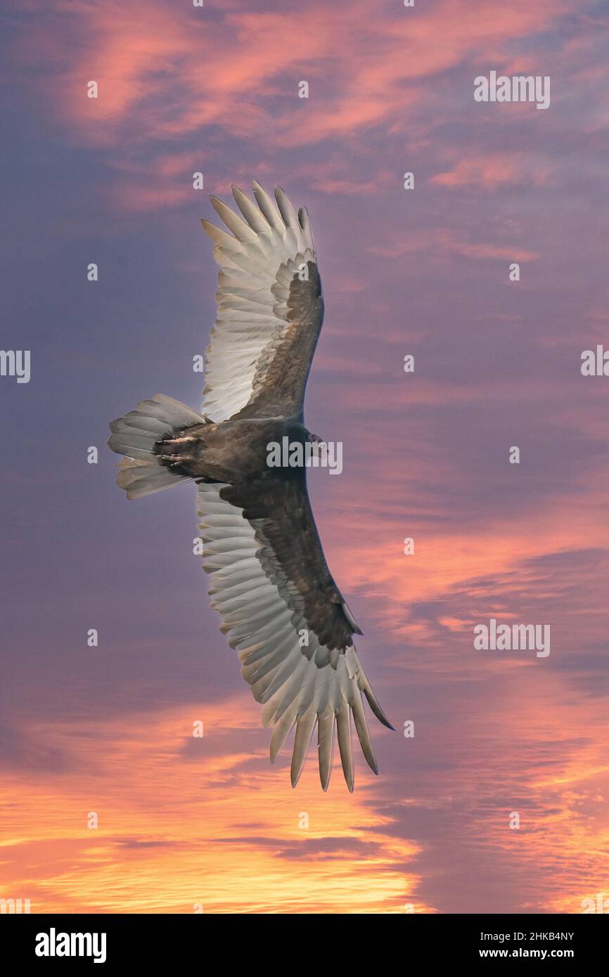 I photographed this black vulture on the hunt to a meal while on an RV ...