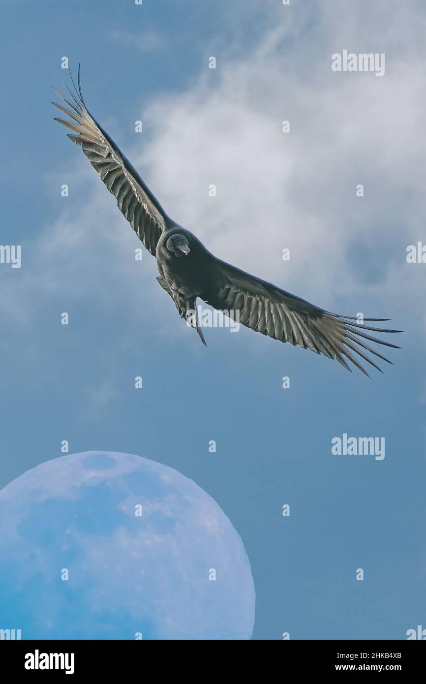 I photographed this black vulture on the hunt to a meal while on an RV ...