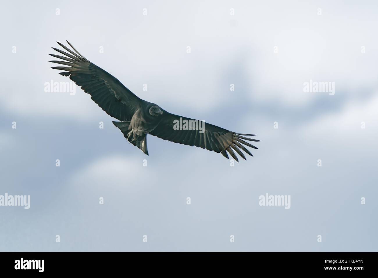 I photographed this black vulture on the hunt to a meal while on an RV ...