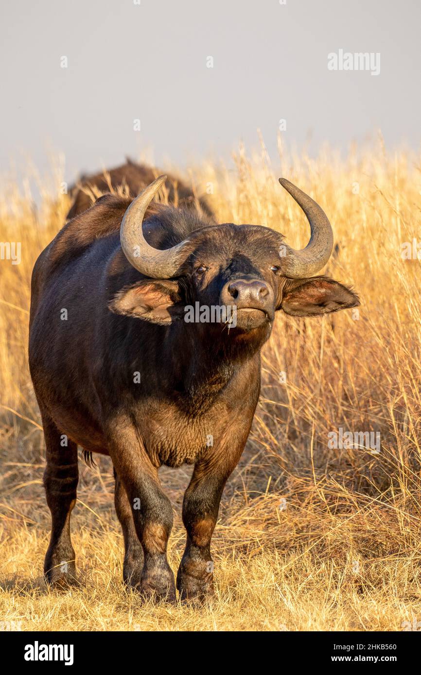 African buffalo, South Africa Stock Photo - Alamy