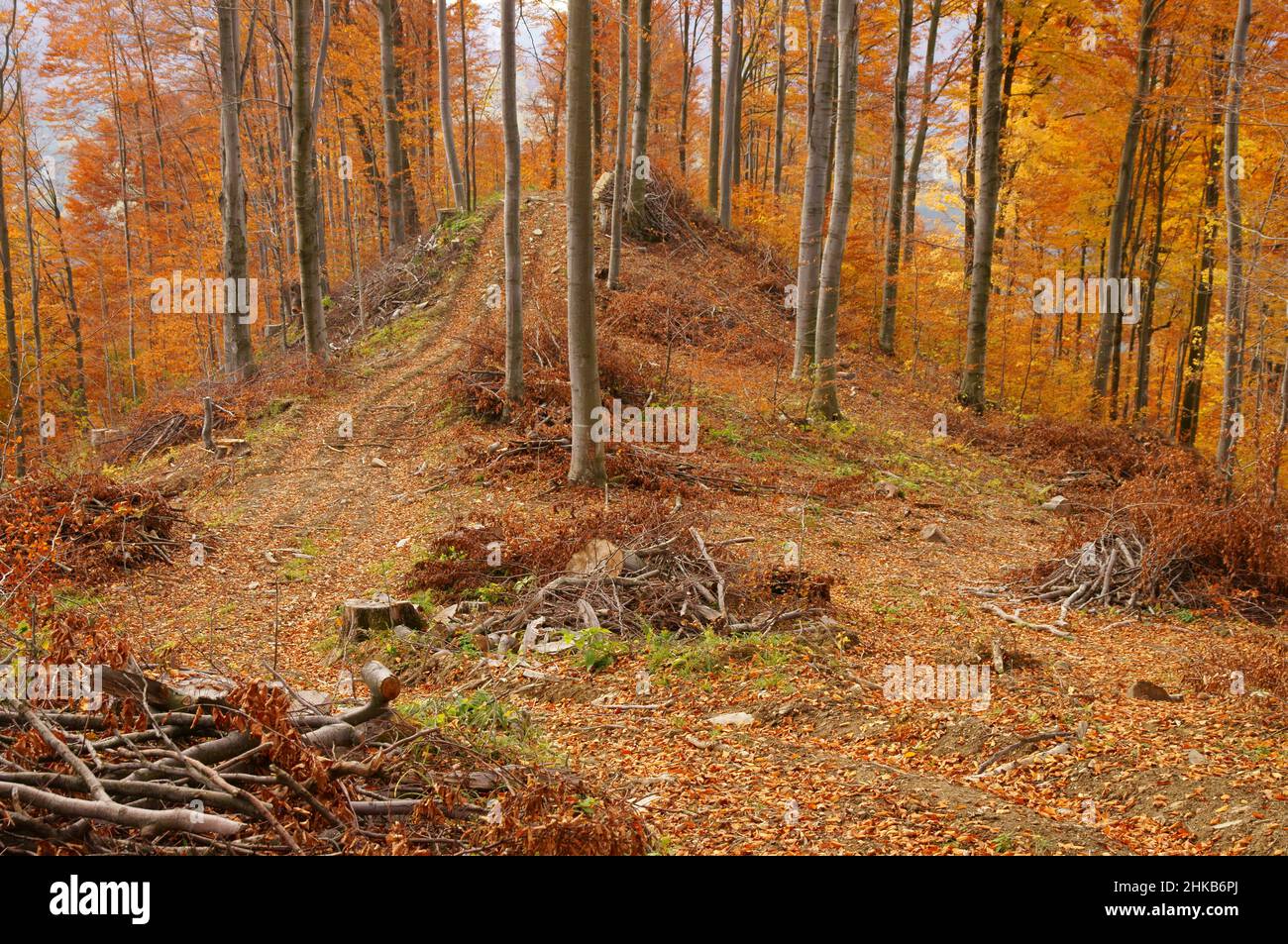 Timber reforestation hi-res stock photography and images - Alamy