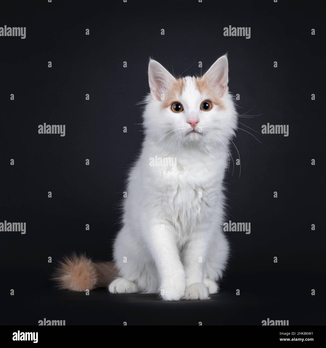 Cute Turkish Van Kittens