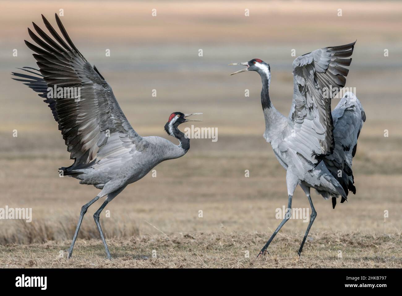 Fighting cranes hi-res stock photography and images - Alamy