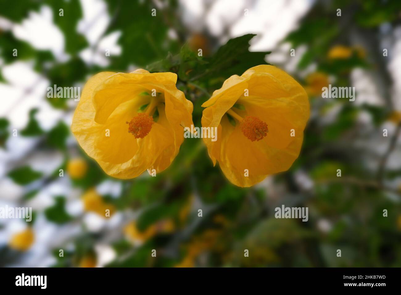 Abutilon hybridum yellow hi-res stock photography and images - Alamy