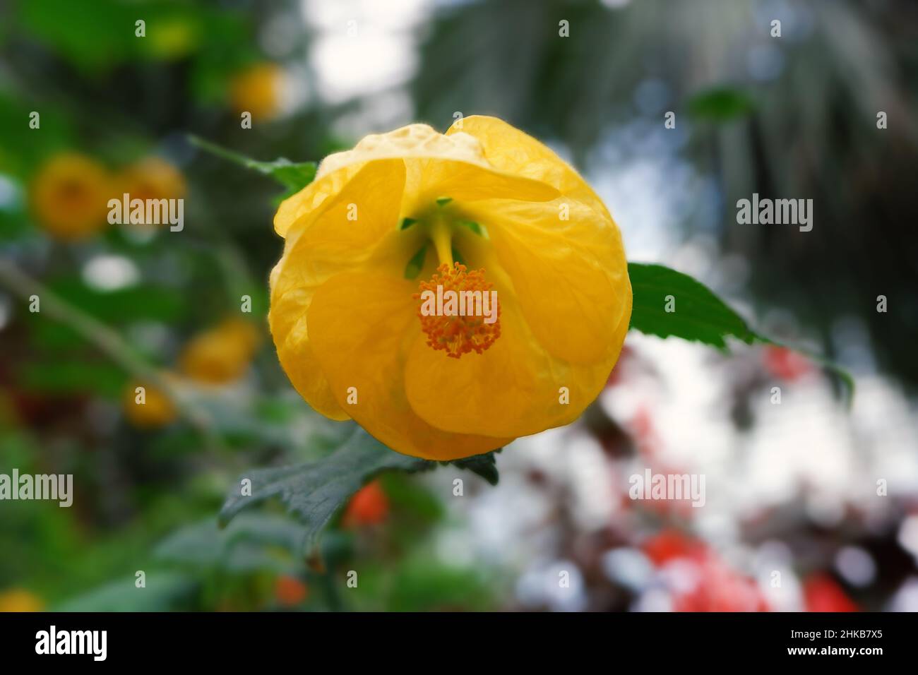 Yellow Abutilon Hybridum Flower Stock Photo - Alamy