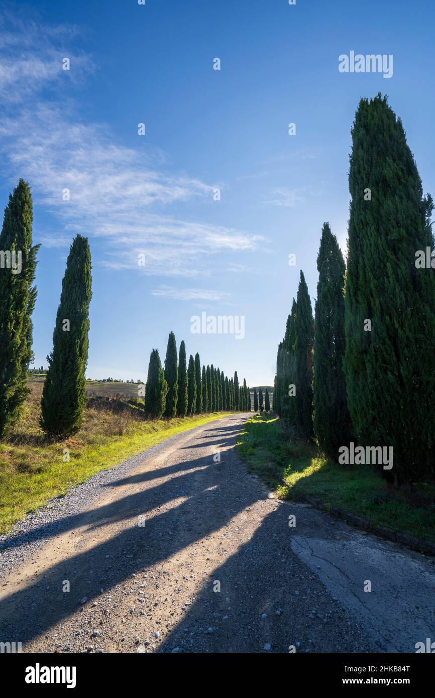 Cypress trees in the countryside, Crete Senesi, Tuscany, Italy, Europe ...