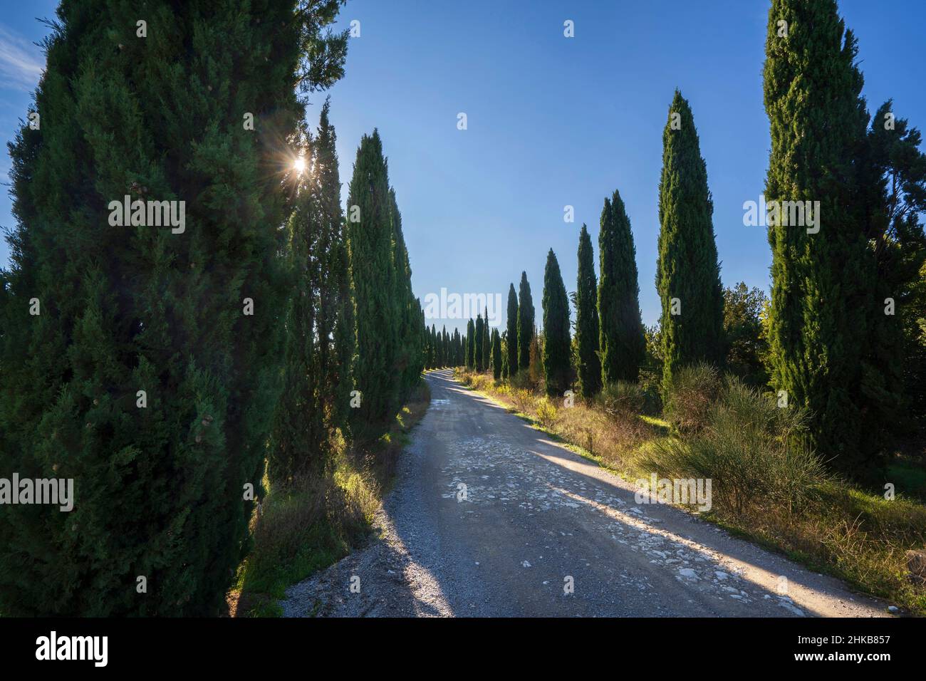 Cypress trees in the countryside, Crete Senesi, Tuscany, Italy, Europe ...