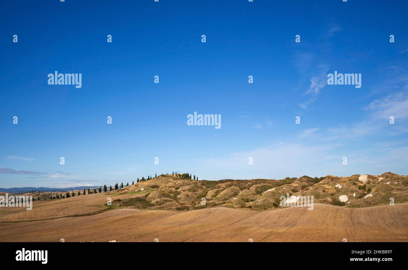 Cypress trees in the countryside, Crete Senesi, Tuscany, Italy, Europe ...