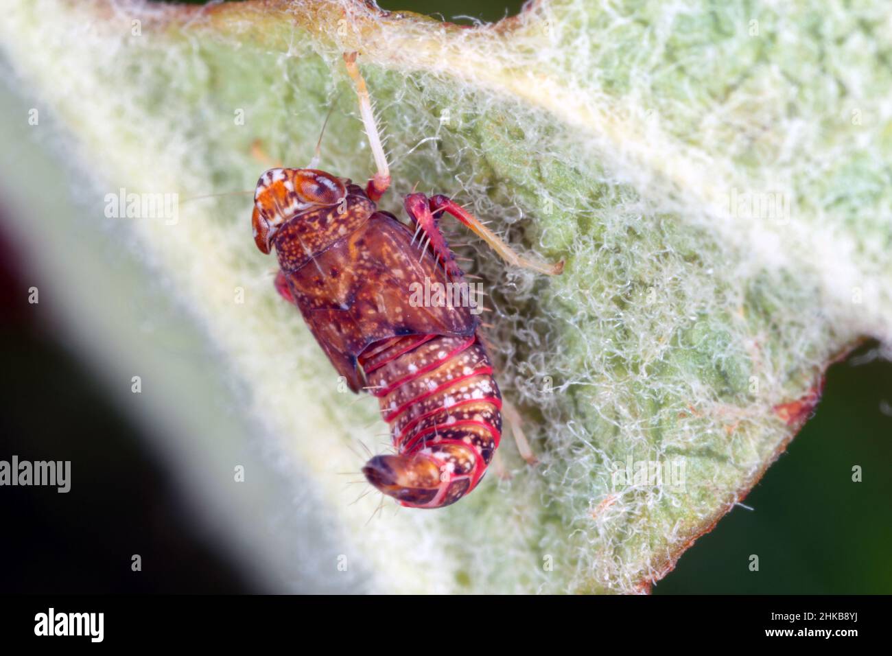 Japanese leafhopper, Mosaic leafhopper - Orientus ishidae. Larva - a ...