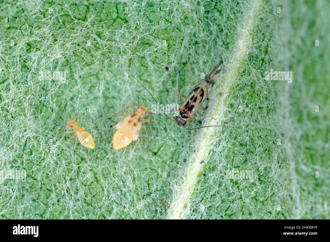 Barkfly Psocoptera crawl on green plants with high magnification. Adult ...