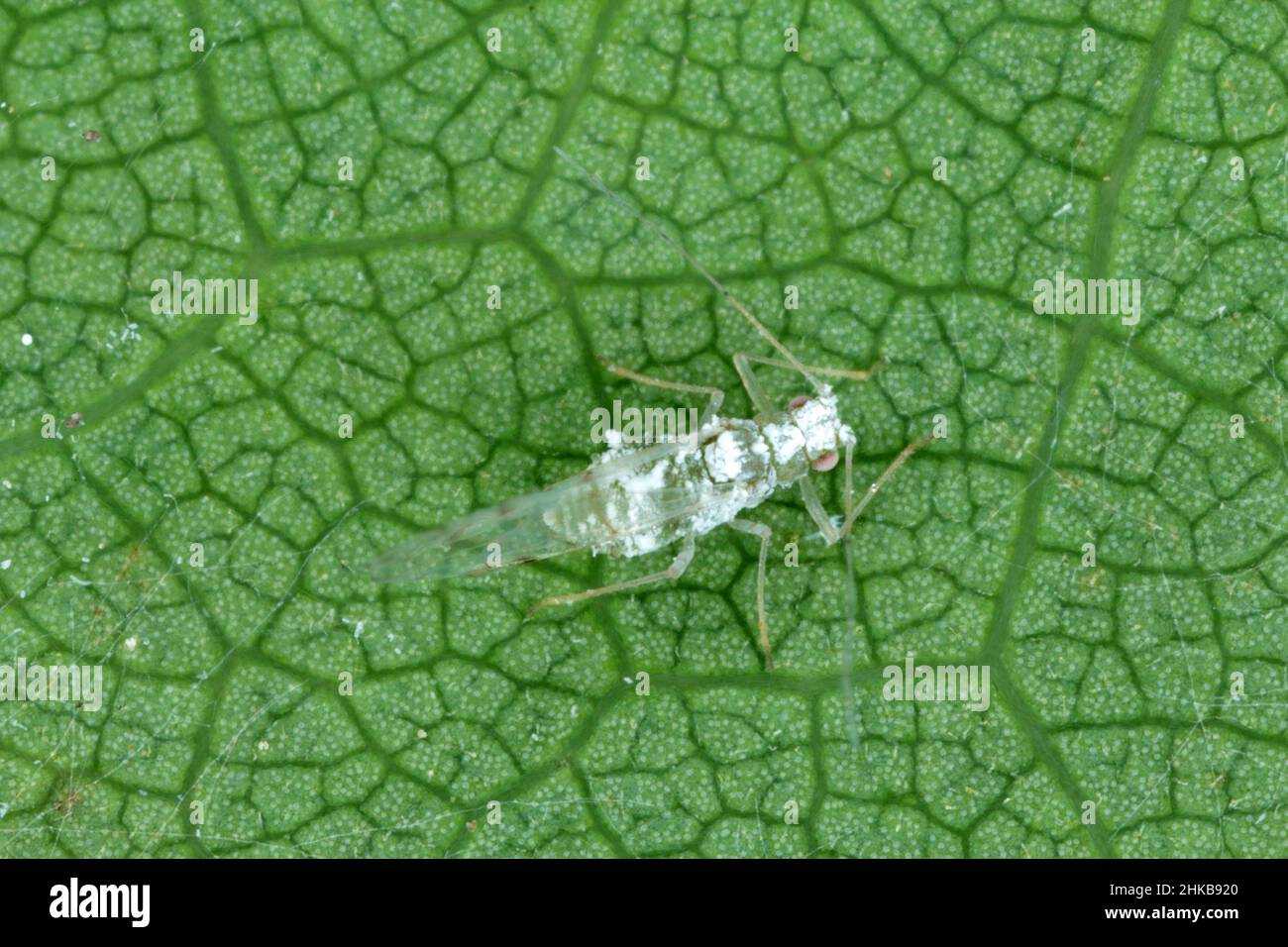 Parthenogenesis aphid hi-res stock photography and images - Alamy Parthenogenesis aphid hi-res stock photography and images - Alamy