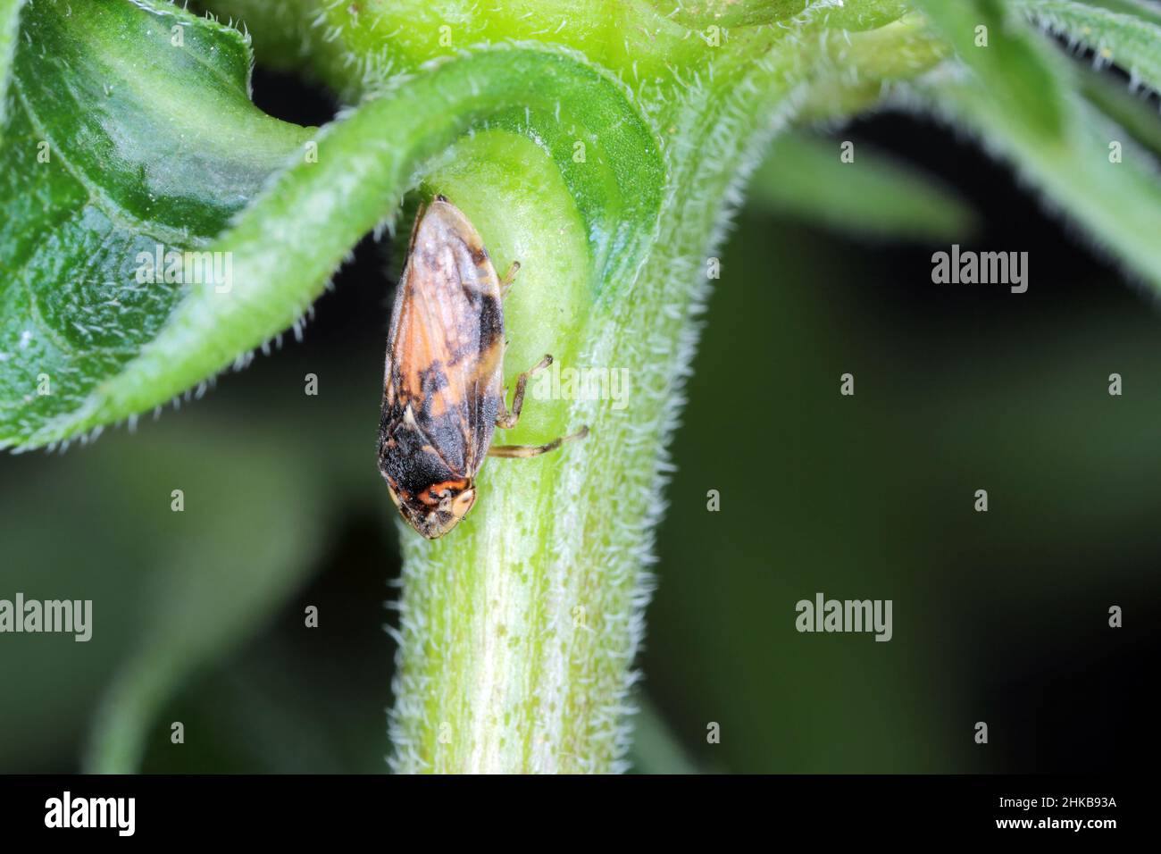 Common froghopper Philaenus spumarius adult hopper Stock Photo - Alamy
