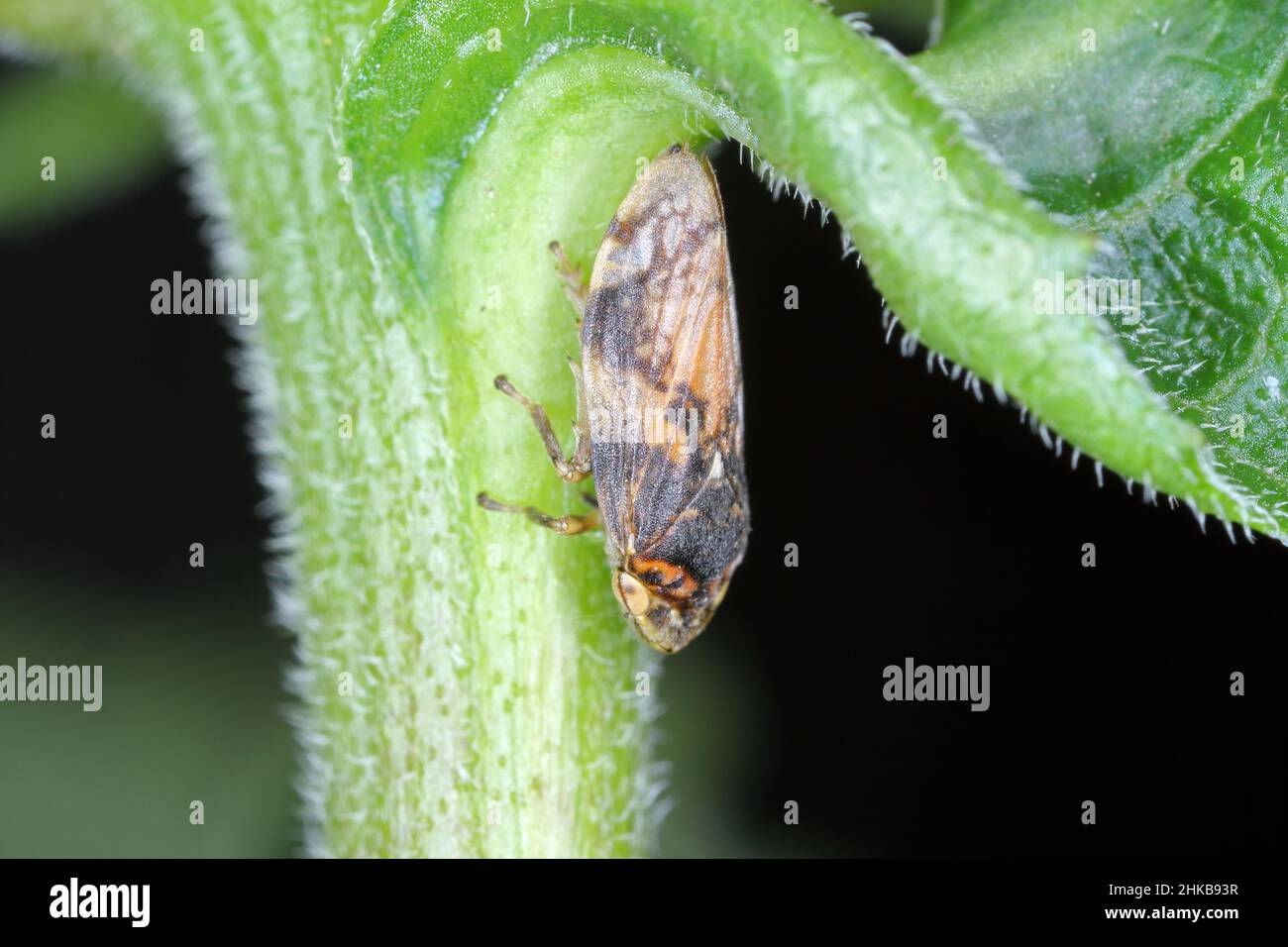 Common froghopper Philaenus spumarius adult hopper Stock Photo - Alamy