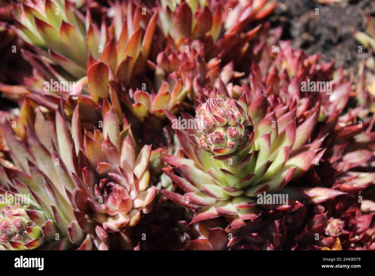 beautiful houseleek in the garden Stock Photo - Alamy