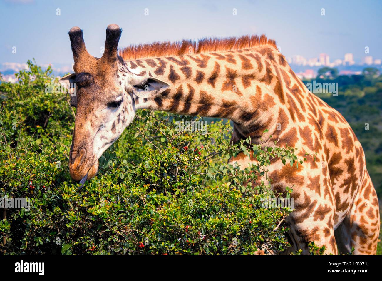 Giraffe eating leaves from tree hi-res stock photography and images - Alamy