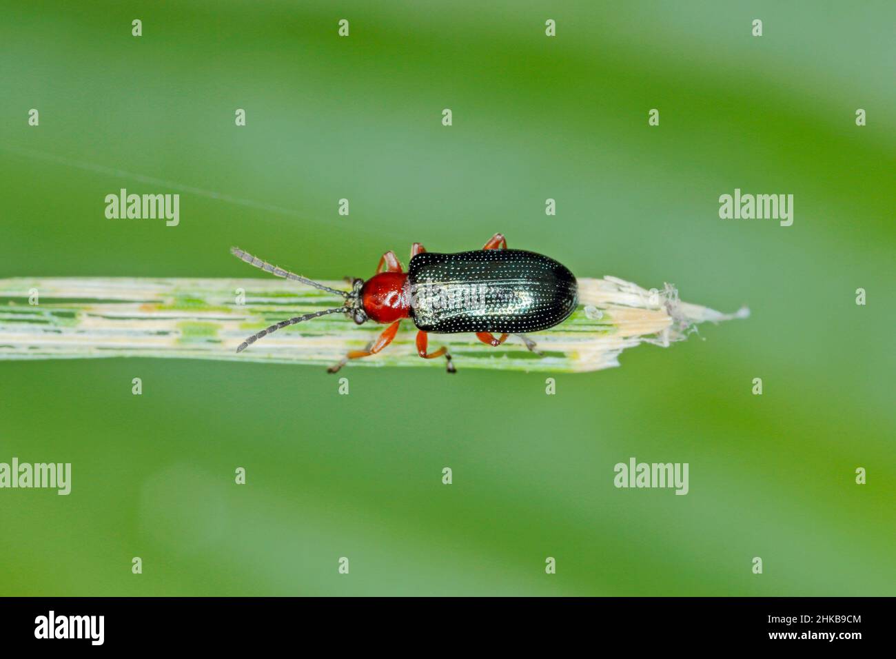 Cereal leaf beetle (Oulema melanopus duftschmidi) on the cereal leaf ...