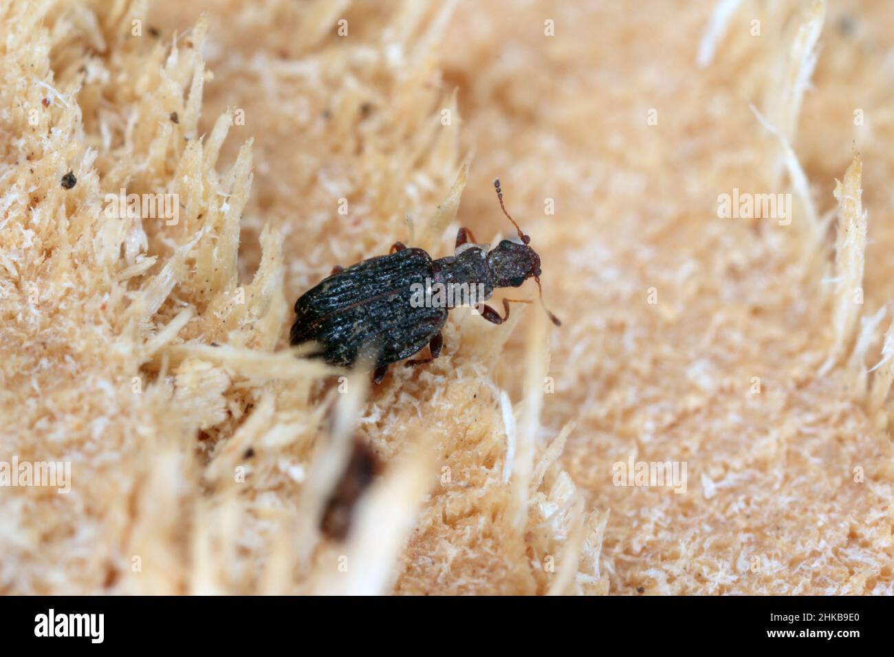 Cartodere nodifer - tiny beetle, about 2mm in the leaf litter. Species ...