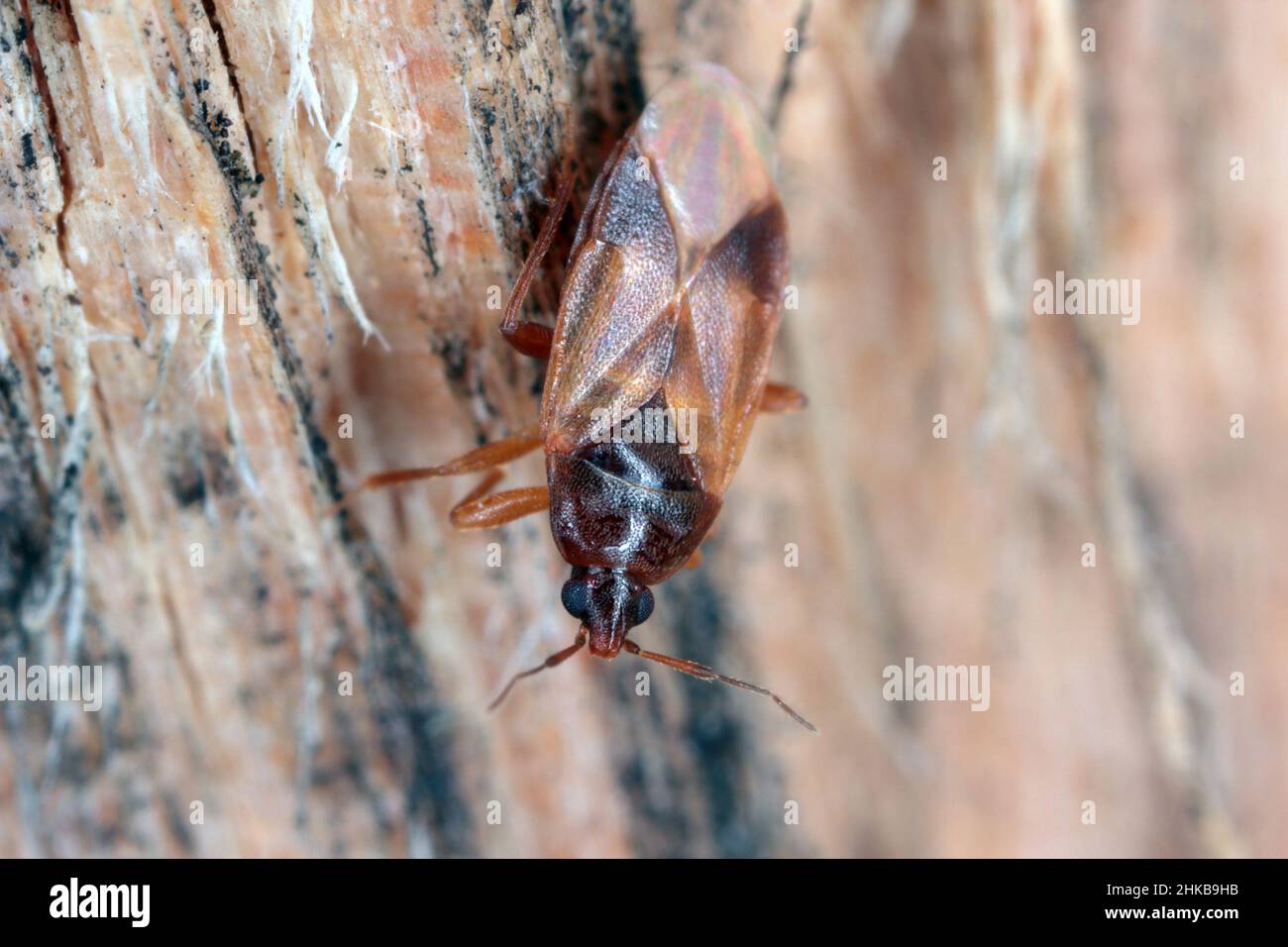 Lyctocoris campestris from family Lyctocoridaeis a family of bugs ...