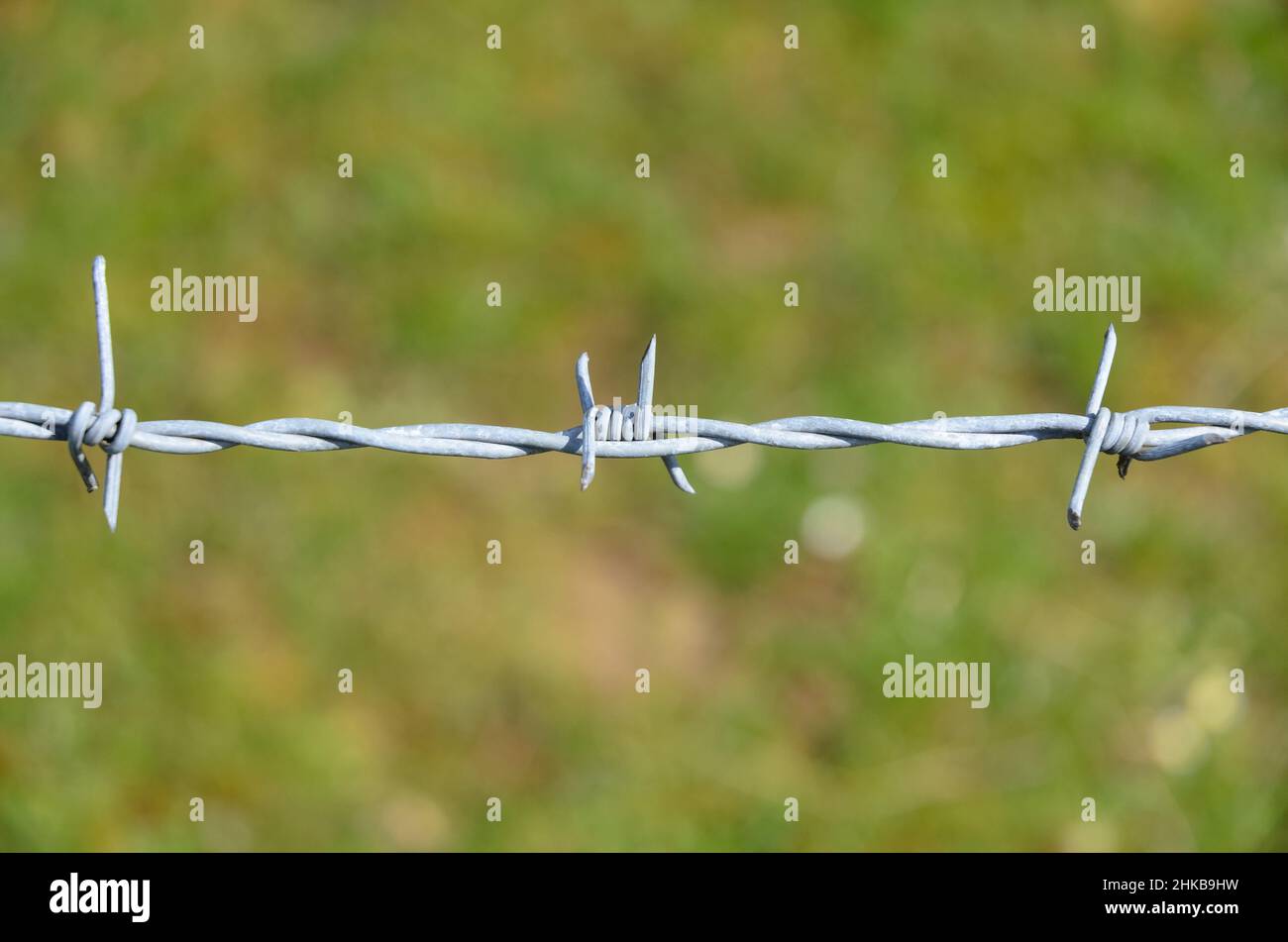 Metal barbed wire fence with sharp spikes Stock Photo - Alamy