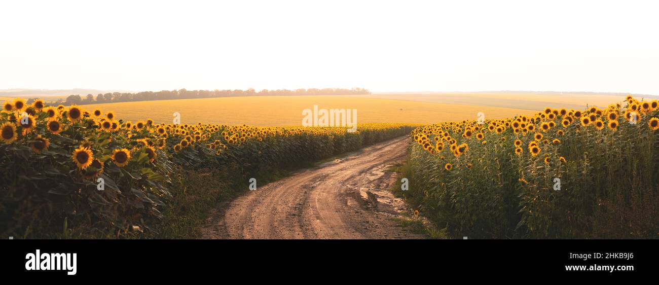 Sunflower field panorama. Dirt road on a field of blooming sunflowers ...
