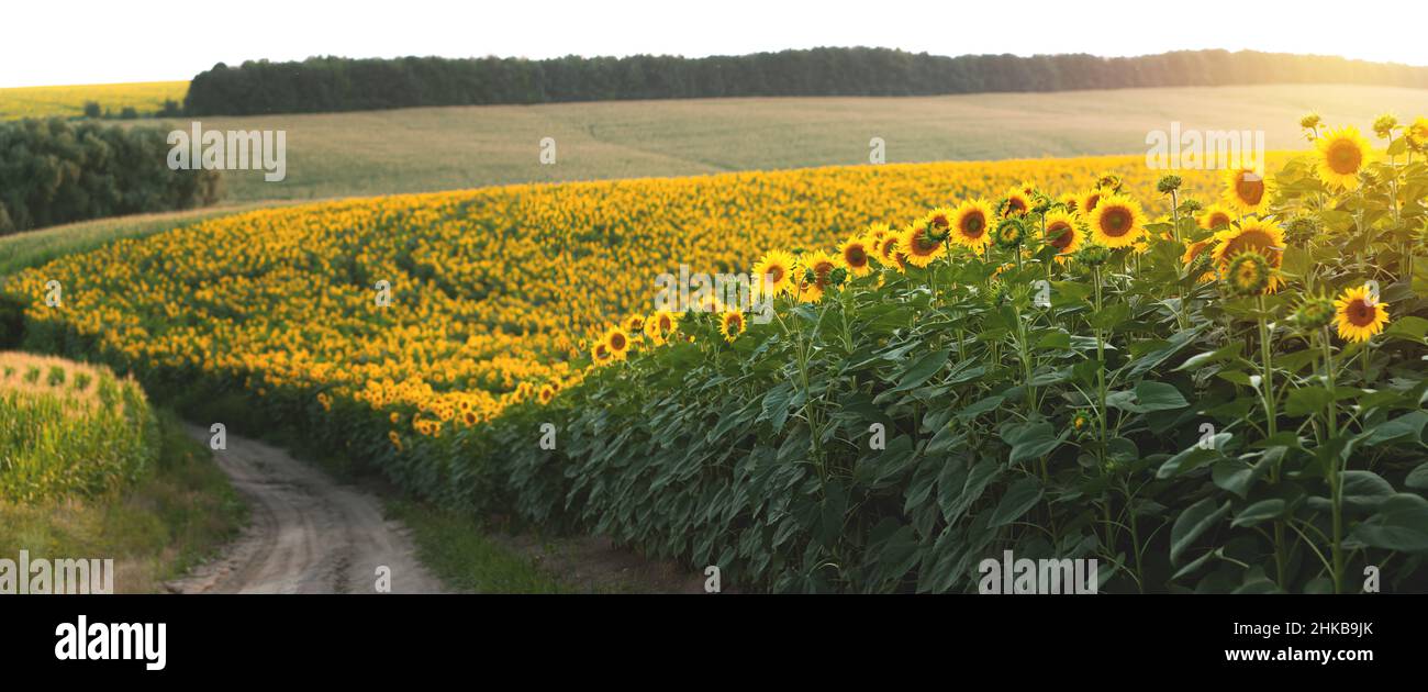 Sunflower field panorama. Dirt road on a field of blooming sunflowers ...