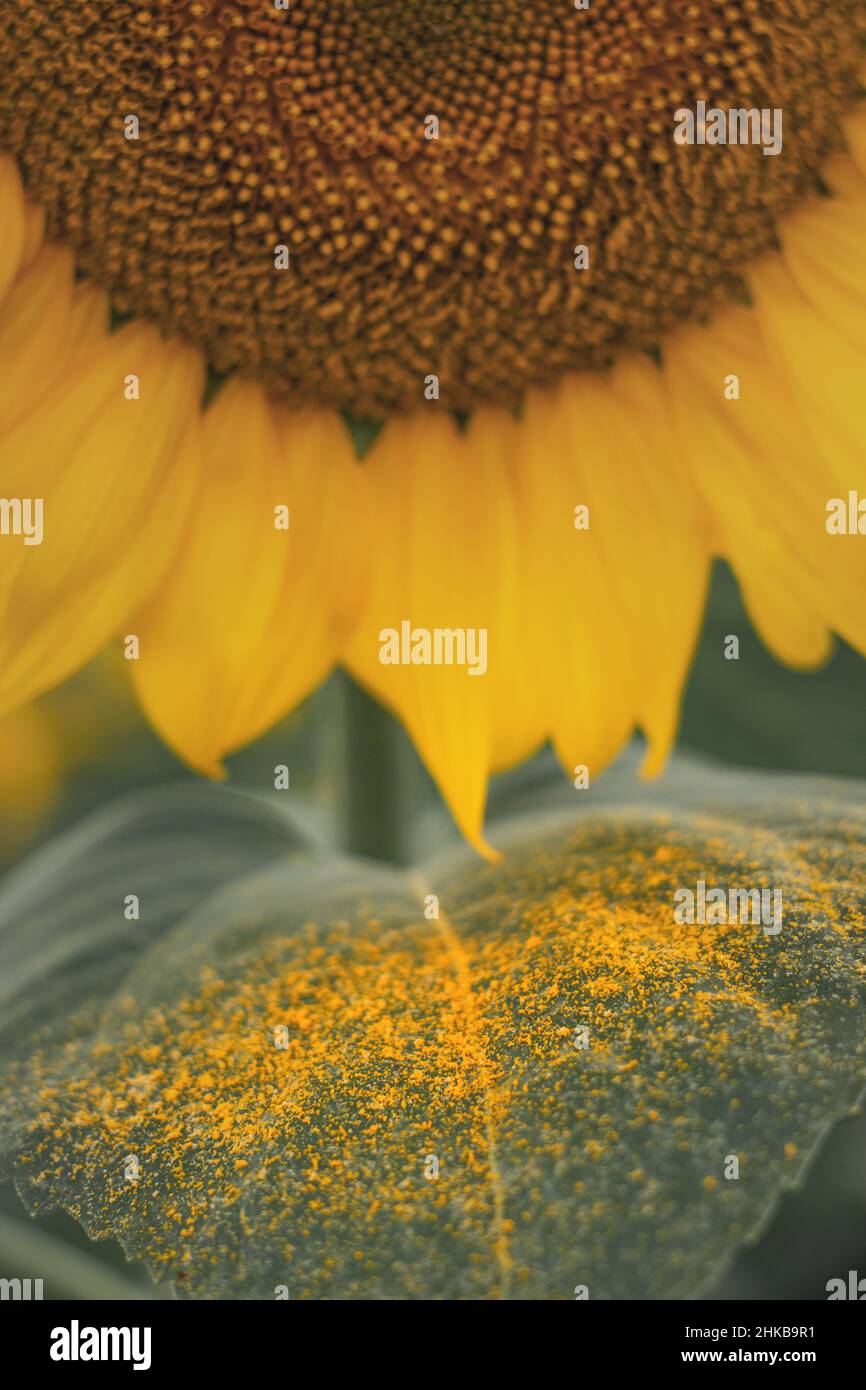 Sunflower pollen on green leaf close up Stock Photo - Alamy