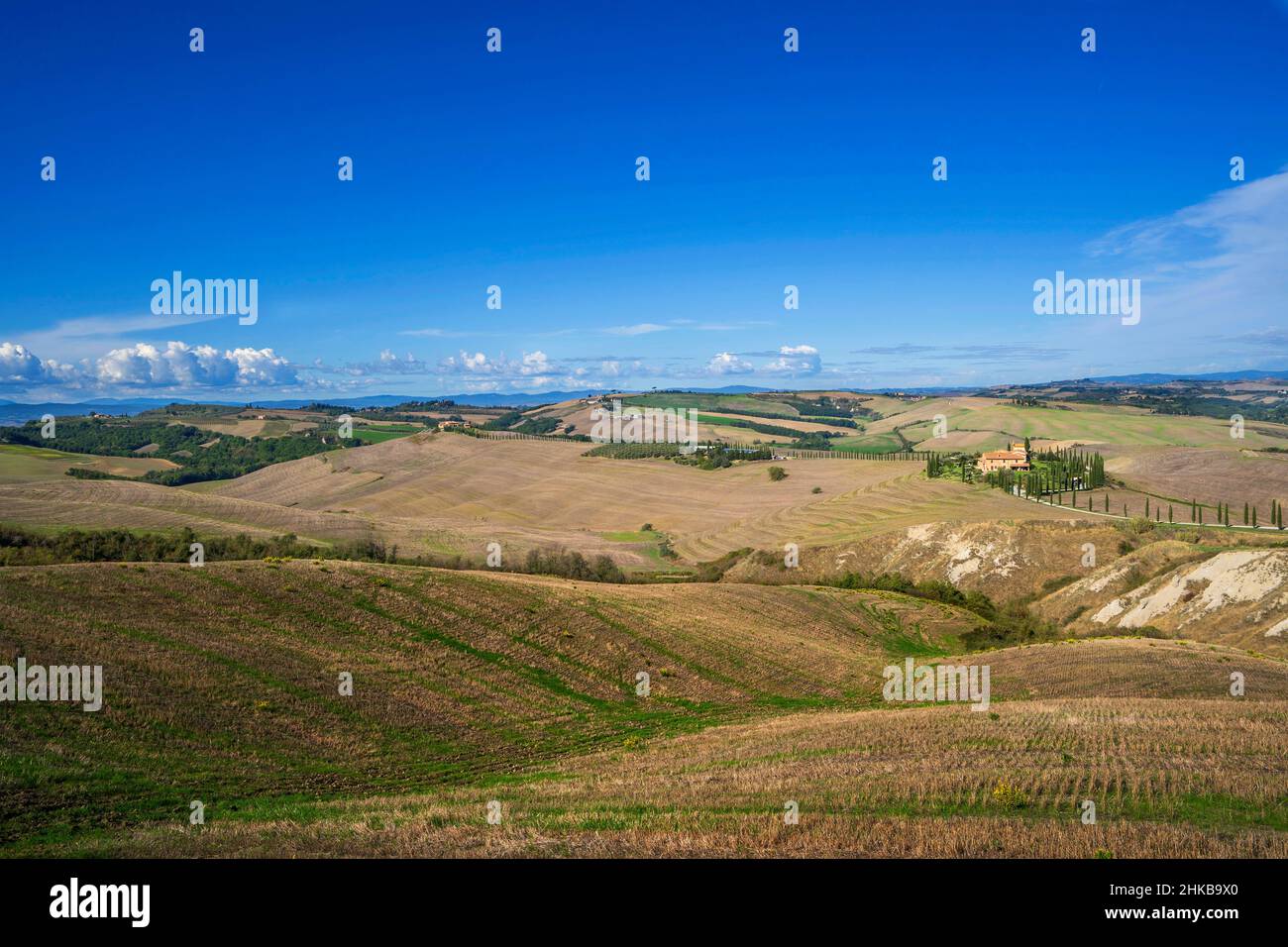 Cypress trees in the countryside, Crete Senesi, Tuscany, Italy, Europe ...