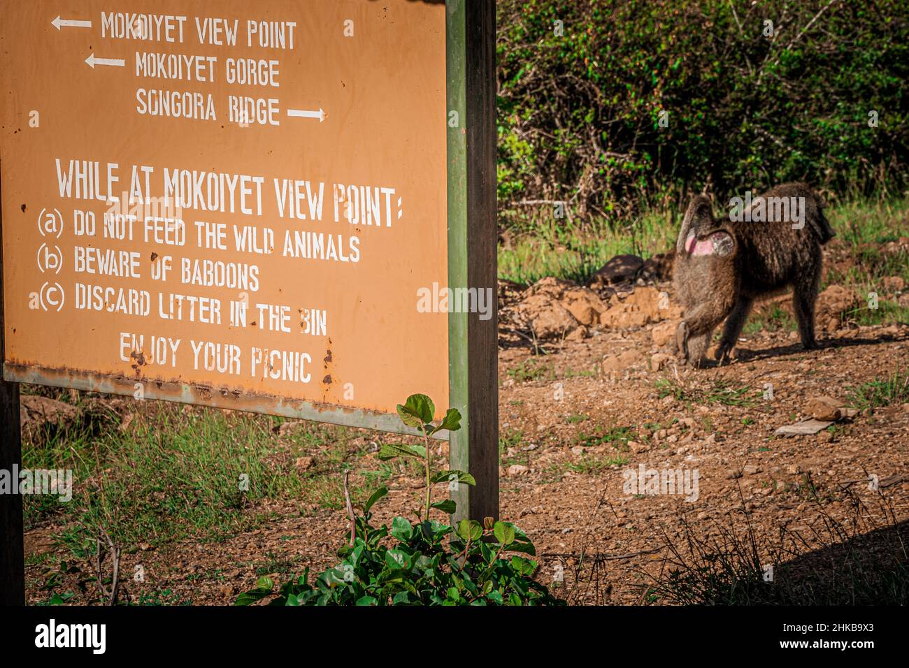 An grown anubis baboon passing a sign "Beware of baboons" at the ...
