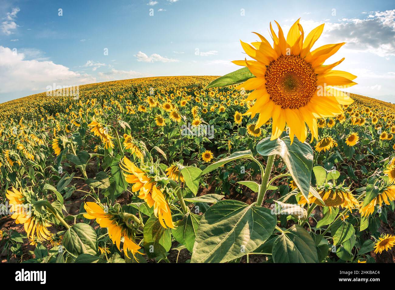 Sunflowers in the agricultural field. Yellow blooming sunflowers in season Stock Photo - Alamy