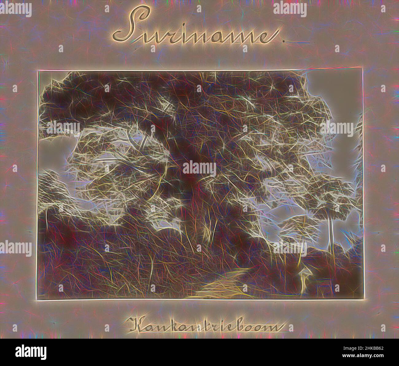 Large kankantrie hi-res stock photography and images - Alamy